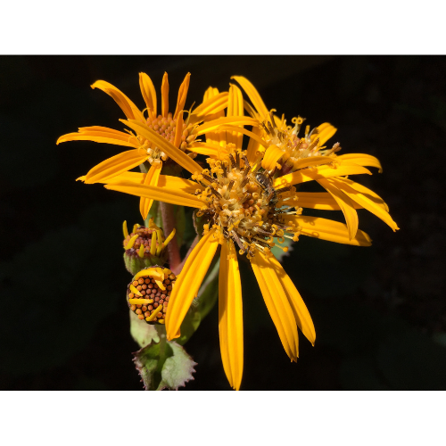 Yvette Pearson | Takoma Artery